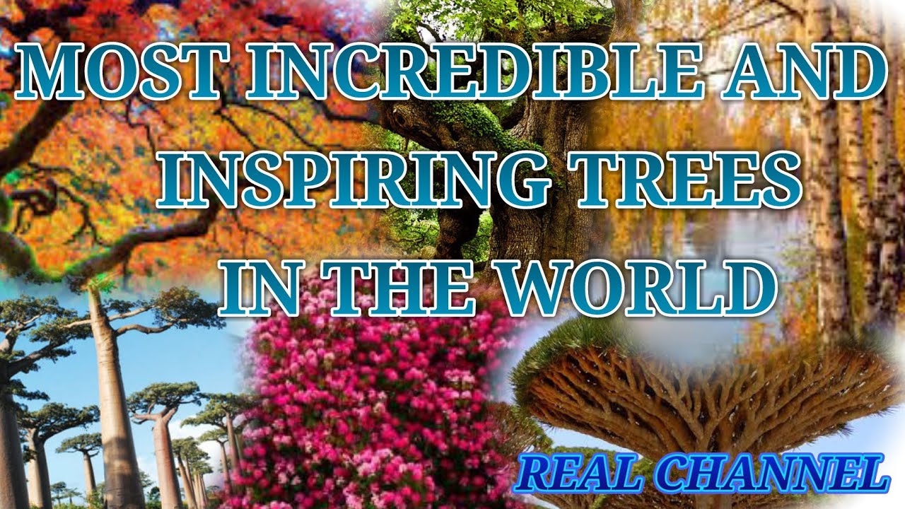 Ten of the most incredible and inspiring trees in the world - YouTube