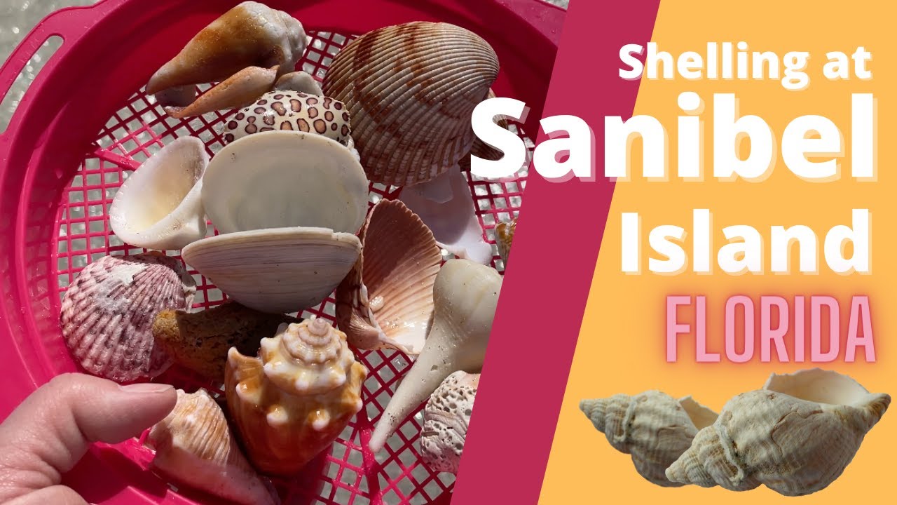 Sanibel Island, Florida, Where to Go to Find the BEST Shells? - YouTube
