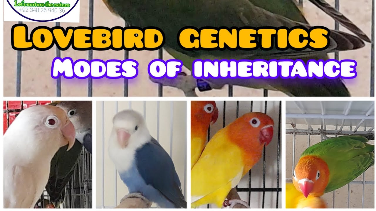 Lovebird genetics- Modes of heritance. ڈومیننٹ، ریسیسو،سیکسڈ لنکڈ - YouTube