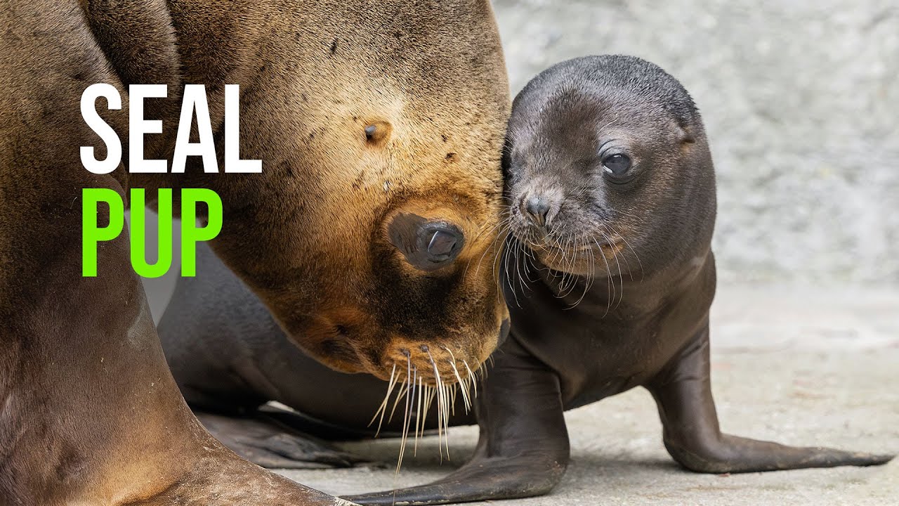 Seals Animals Wildlife Navy Seals: Why The Military Uses Marine
