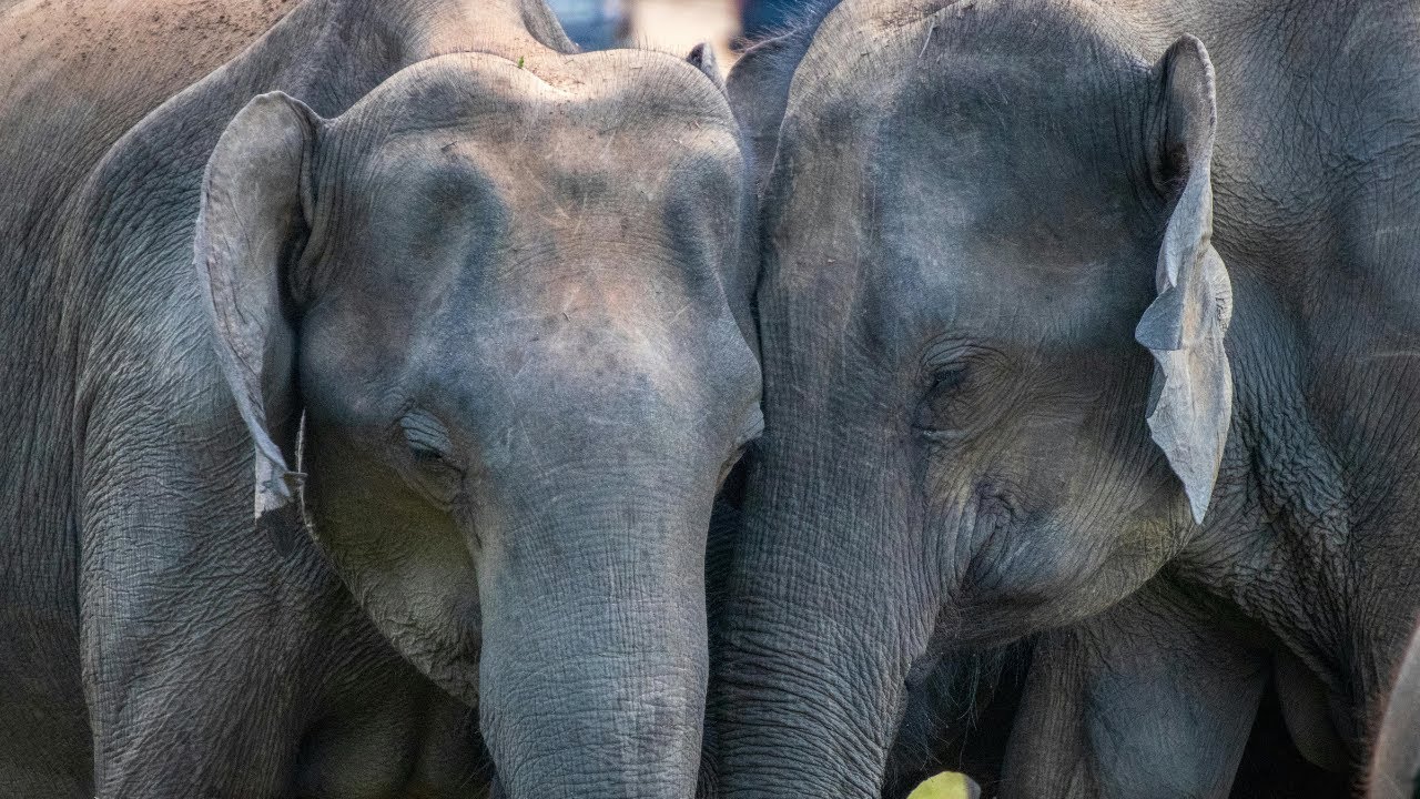 Top 5 Facts About African Elephant | Amazing Facts | Wildlife Animals ...