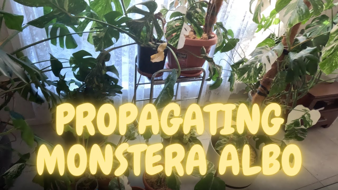 RESULT OF PROPAGATING MONSTERA ALBO BORSIGIANA USING AIR LAYERING ...