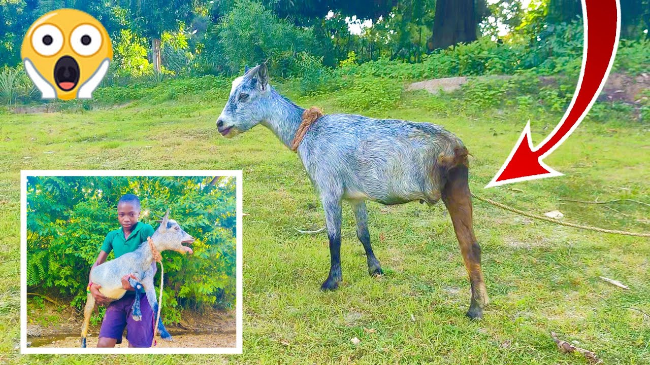🆘️YON KABRIT🐐 FÈT AK 3 PYE😱 | M POKO JANM SEZI KONSA🤯 SA FENK PASE NAN ...