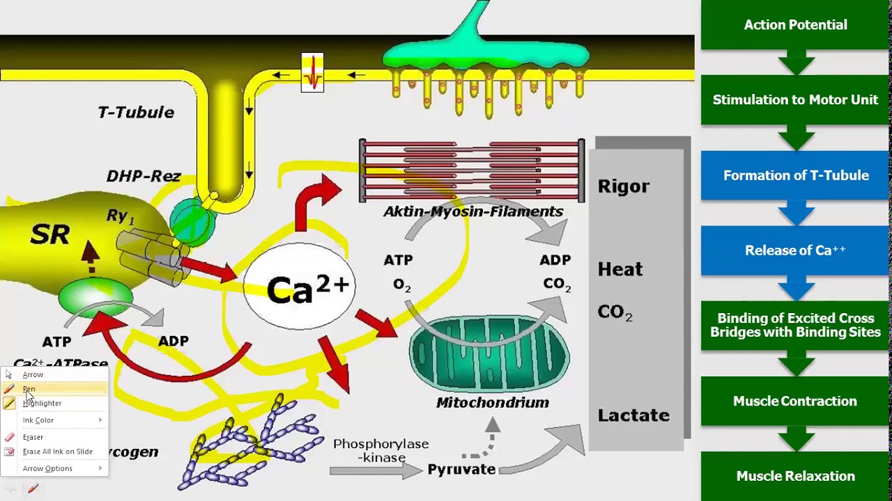 Unit 12 P2 Muscle and Movement Control of muscle contraction - YouTube