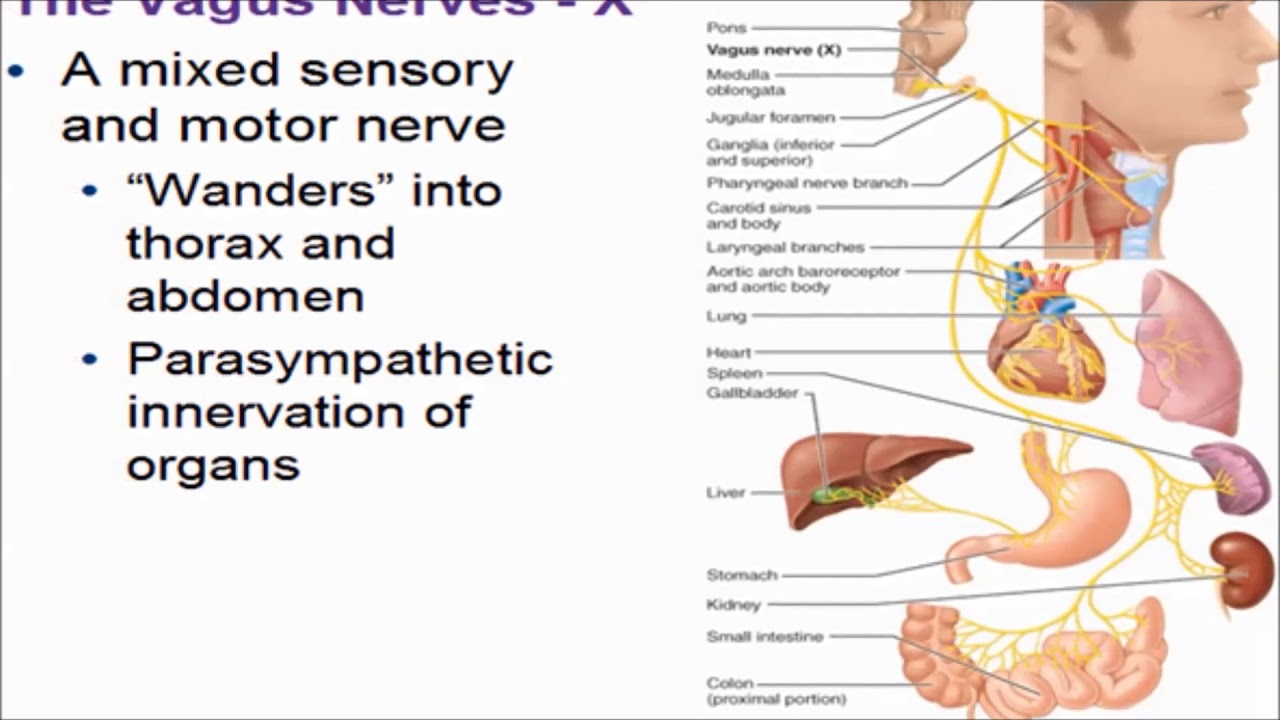 Classification and Function of PNS (Peripheral Nervous system)- part 2 ...