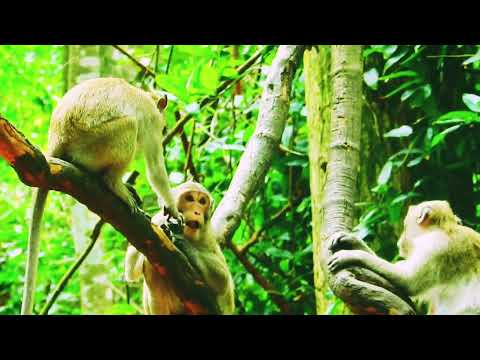 Funny when Jonna is hungry, Jazzy gives her her milk and Jane has no more milk.