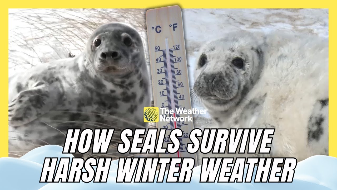 How Gray Seals Survive Canada's Harsh Winter Conditions - YouTube