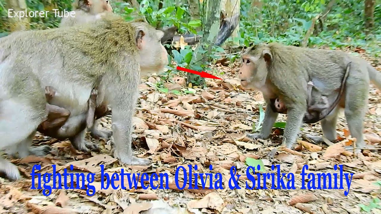 Wow, So Protective Mother OLIVIA Tries Attacking Sirika Family To Defend Her Sweetie Baby OLALA ...
