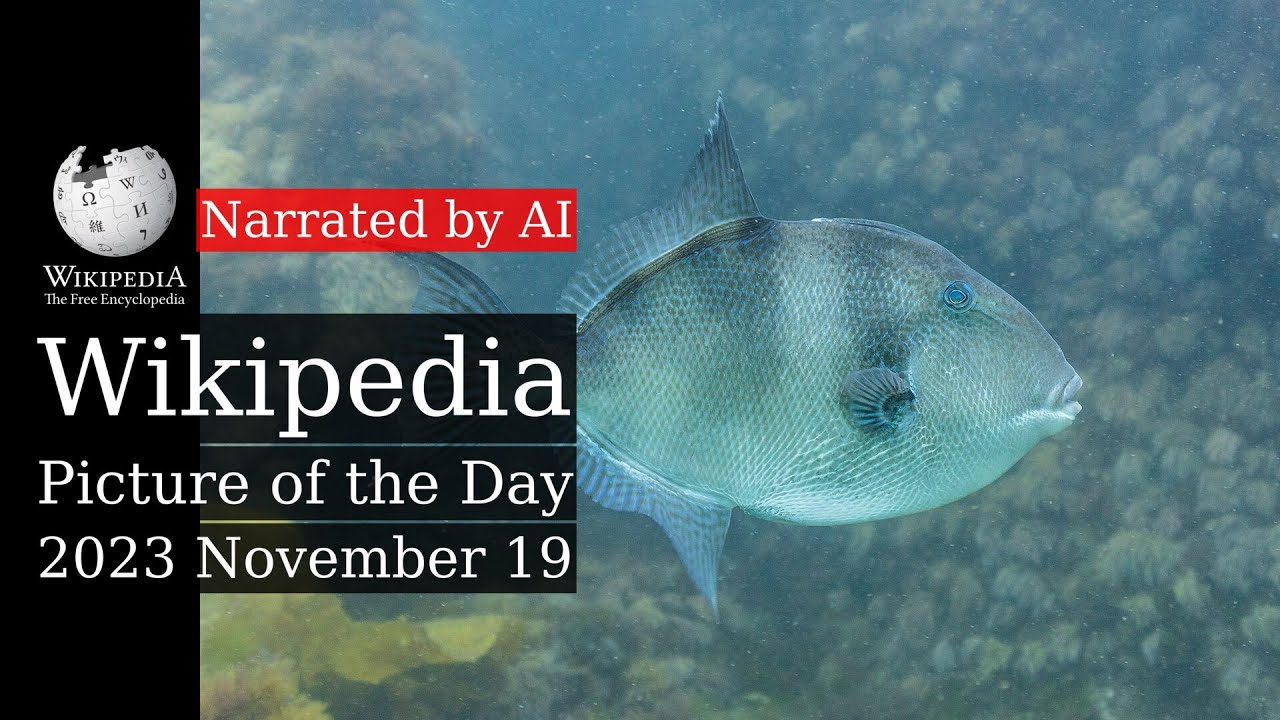 Wikipedia Picture of the Day: 2023-11-19 - Grey triggerfish (Narrated by Emma) - YouTube