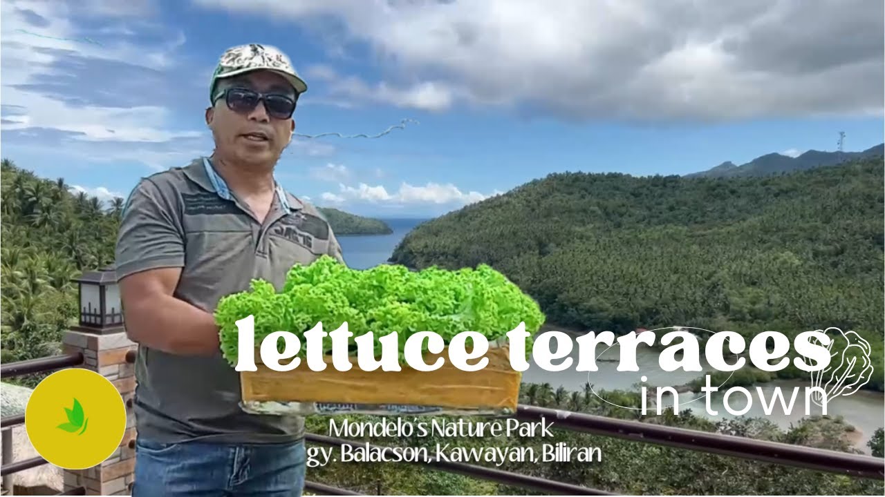 Lettuce Delivery at Mondelo's Nature Park. - YouTube