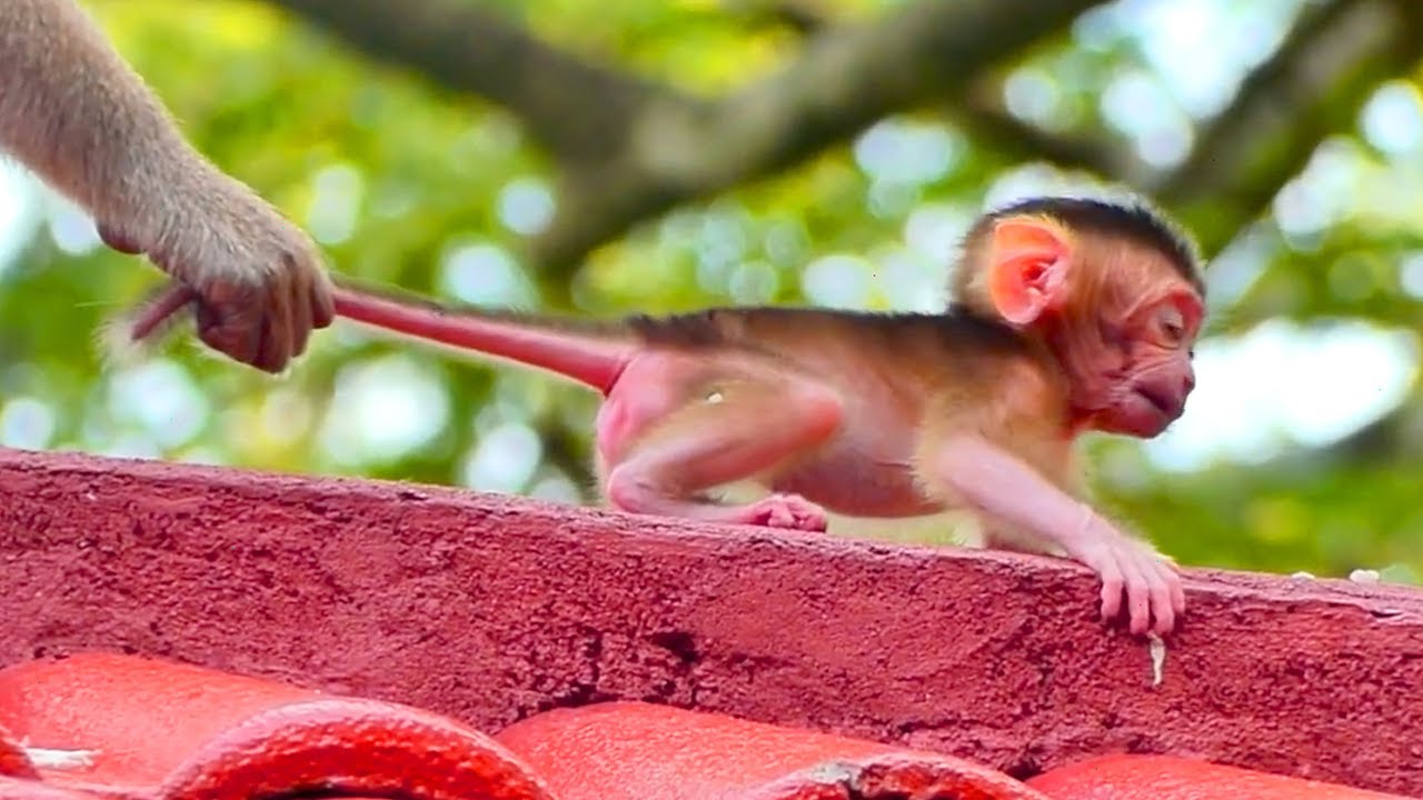 Wow !Cute little baby Brody learns to walk on a high roof -but mom ...