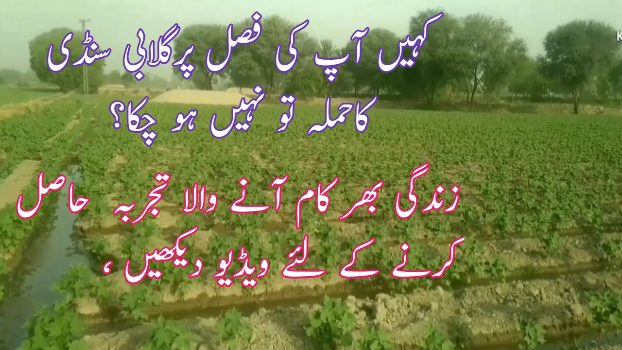 Gulabi sundi ka Hamla! pink bollworm! pink bollworm in cotton! control ...