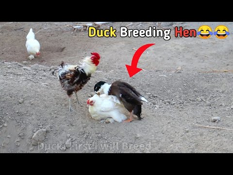 Duck and rooster breeding buff hen....wow - YouTube