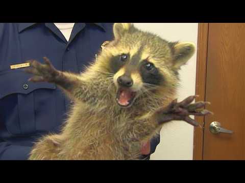 Mischievous Raccoons Being Absolutely Ridiculous! 🤣 Funniest Raccoon Videos