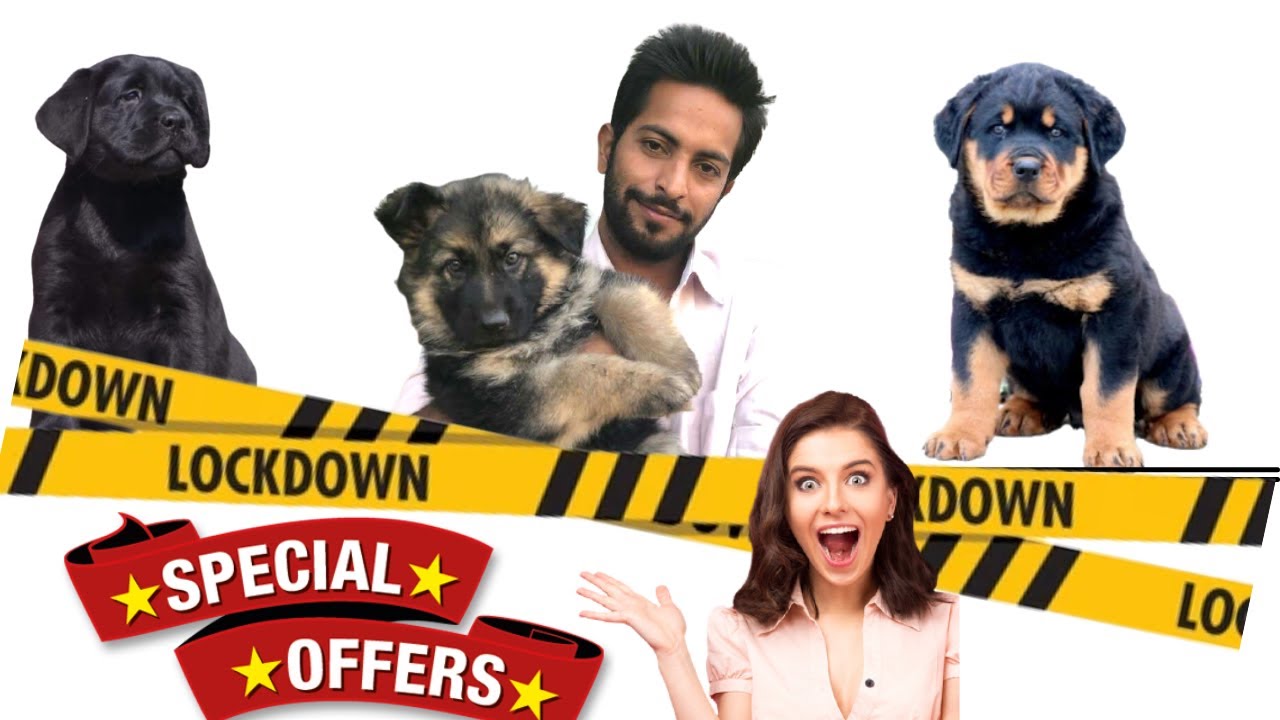 Lockdown offer |Dog Puppies in Good Price By Dogsbreedofficial ...
