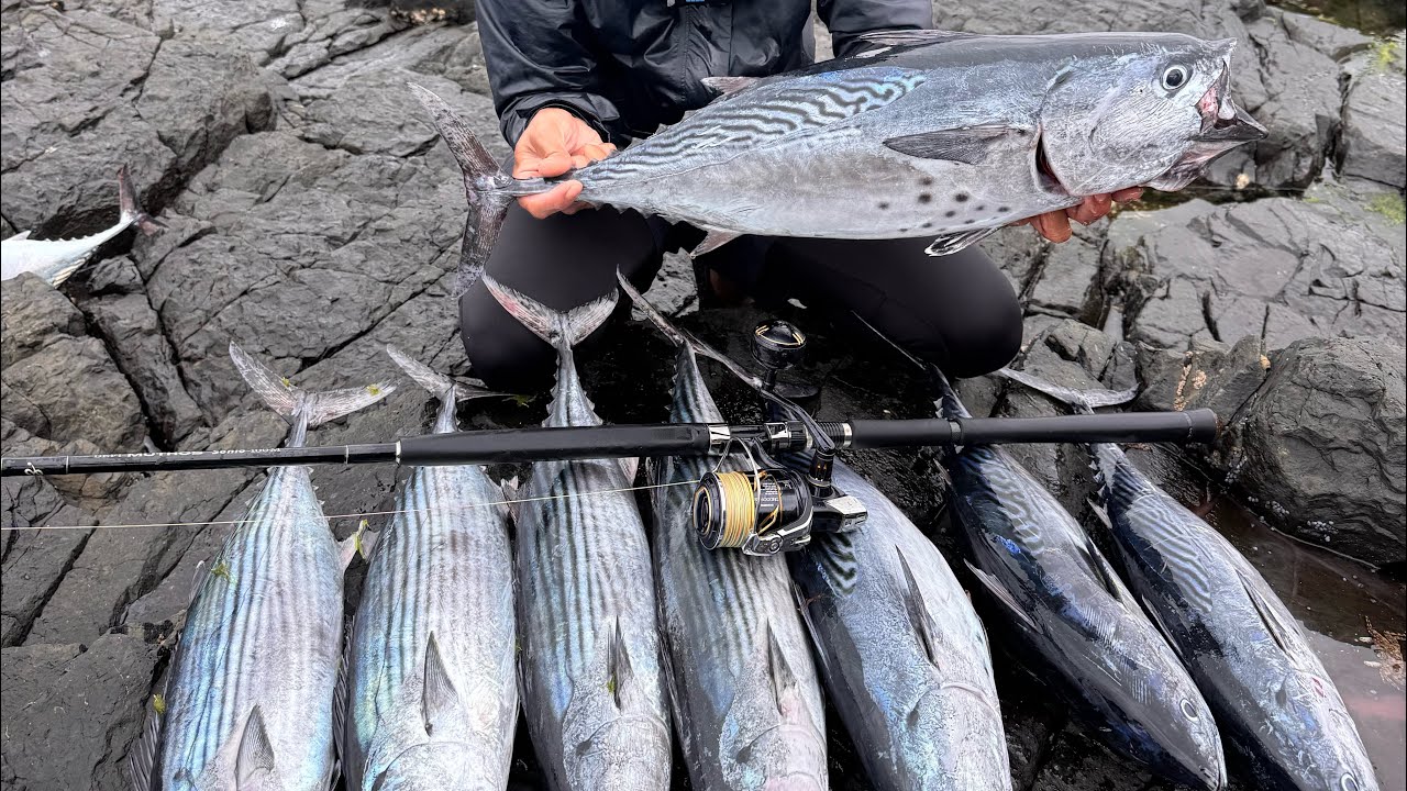 ROCK FISHING Sydney ,Australia. mack tuna and bonito everywhere🐟 - YouTube
