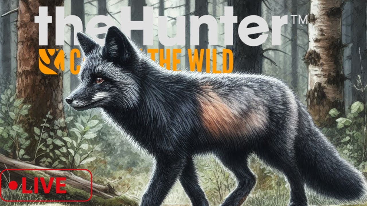 🔴LIVE🔴 The hunt for a melanistic red fox! Call of the Wild - YouTube
