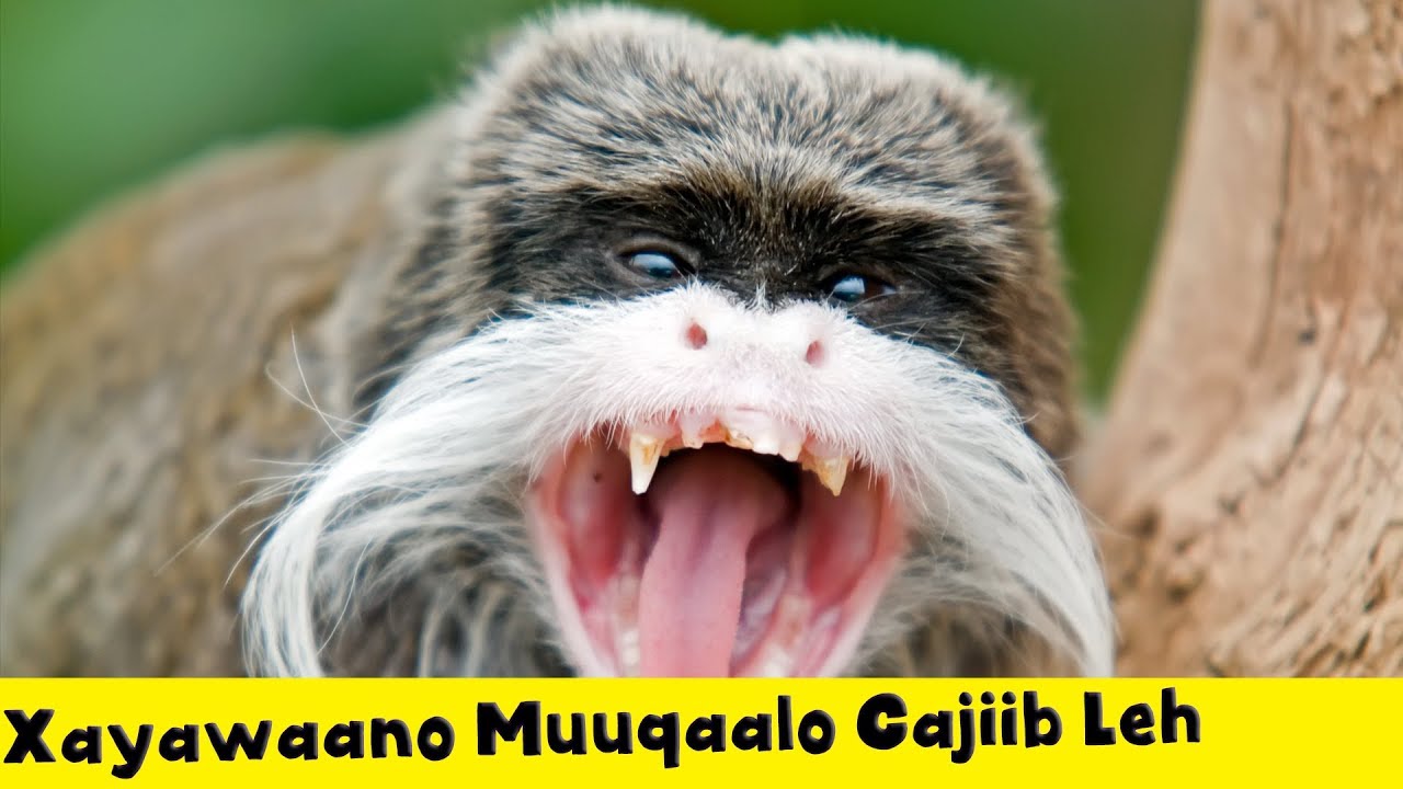 Xayawaano Muuqaalo Cajiib Ah Iska Leh - YouTube