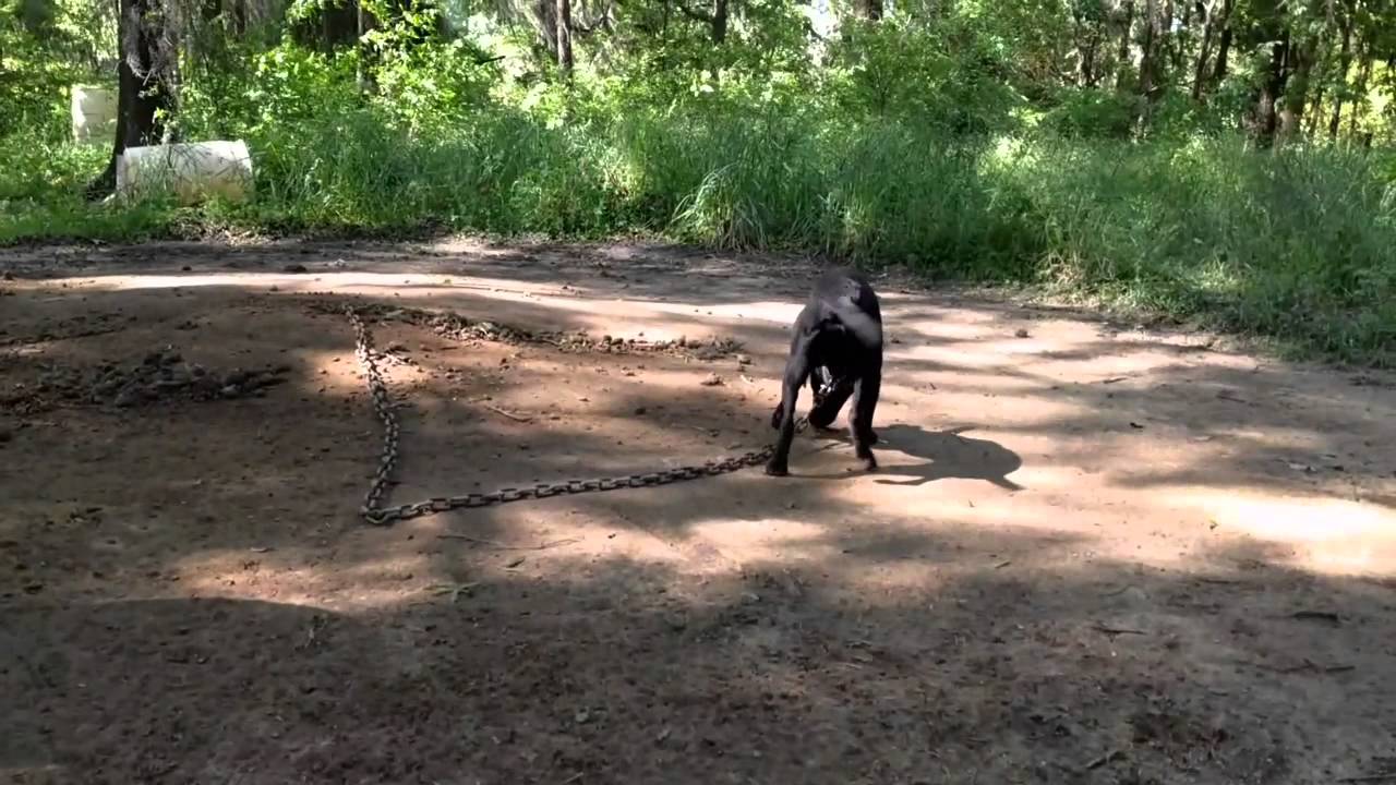 Cross pup - YouTube