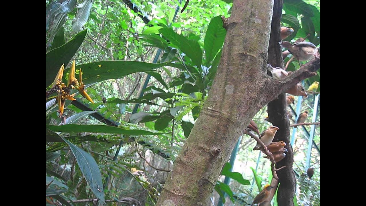 1106 bird feeding at tambun mini zoo - YouTube
