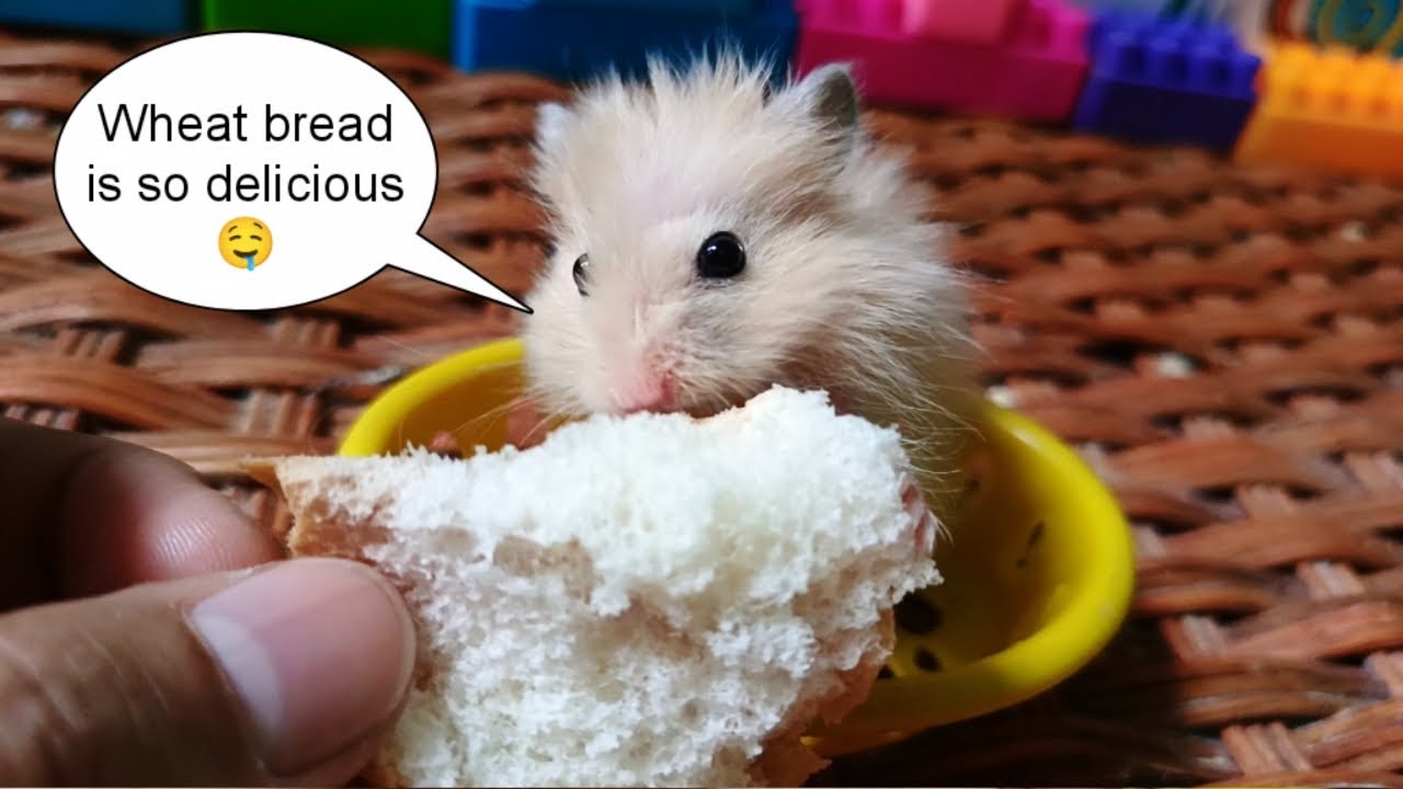 Hamster eats wheat bread creamy Syrian hamster first time eating bread ...