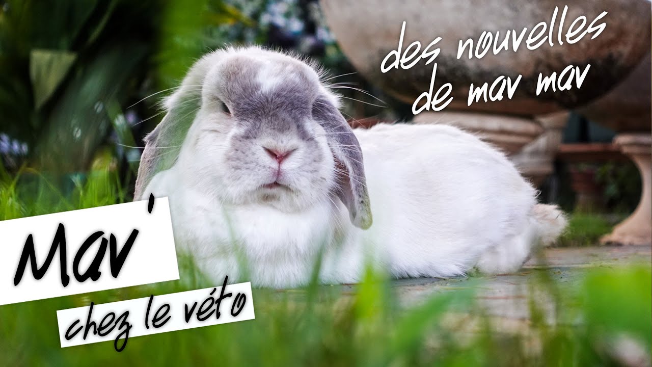 Quelques nouvelles de Mav Mav - YouTube