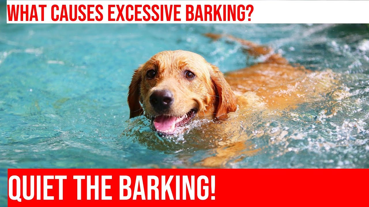 Stop Excessive Barking in Dogs: Learn Effective Strategies - YouTube