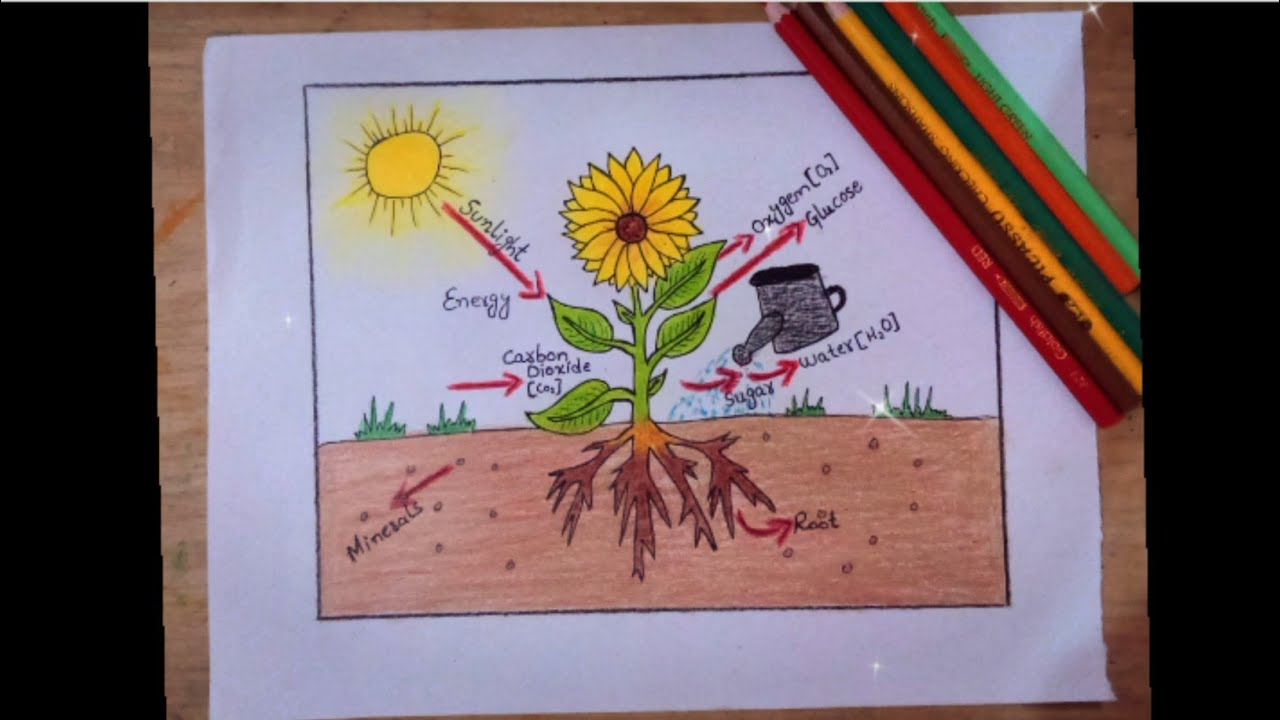 Photosynthesis Drawing ||How to Draw a Photosynthesis Diagram Step by ...
