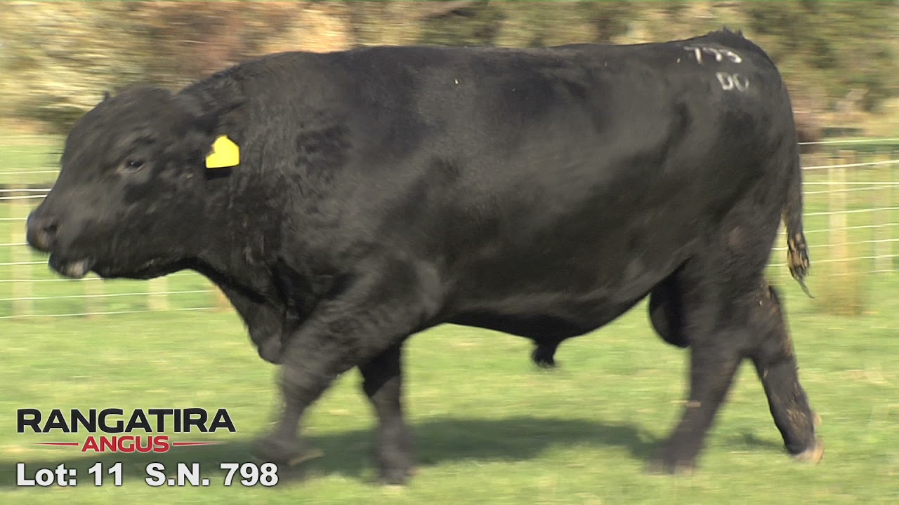 Rangatira Angus Bullsale 2021 - Lot 11 SN 798 - YouTube