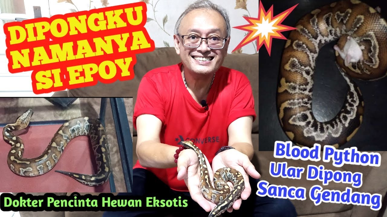 MEMELIHARA BLOOD PYTHON | ULAR DIPONG | SANCA GENDANG | NAMANYA SI EPOY ...
