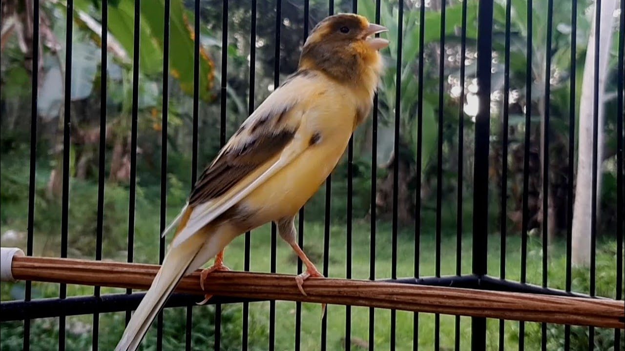 Kenari Af Gacor untuk Melatih Kenari Paud - YouTube