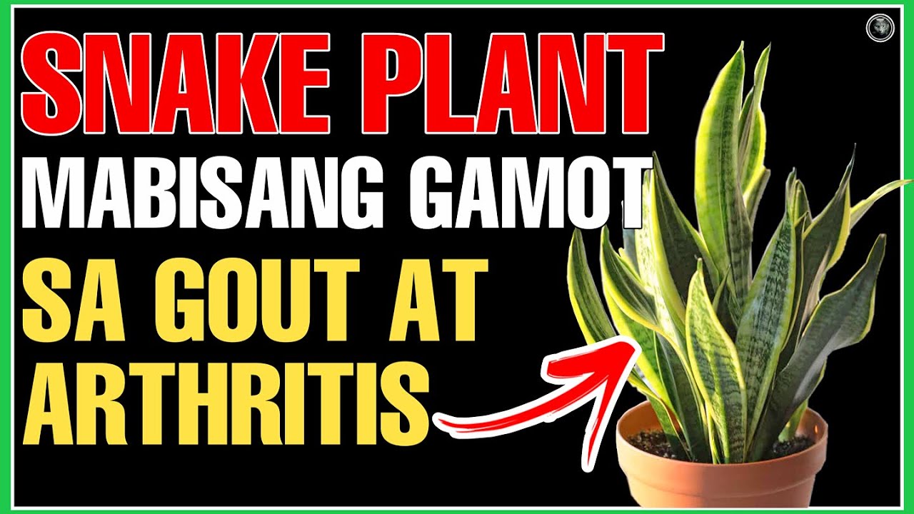 Snake Plant Gamot sa Gout at Arthritis | Sansevieria Alternative ...