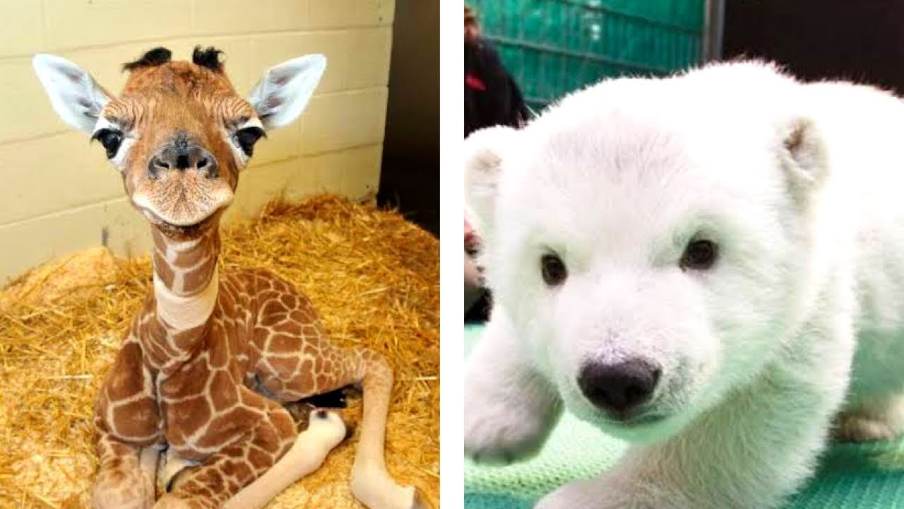 Animal Videos: Cute and Funny #9 - YouTube