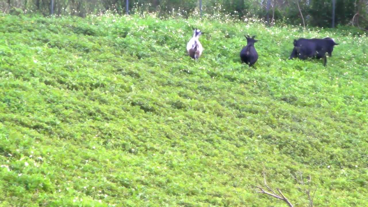 Helios - South Tree - YouTube