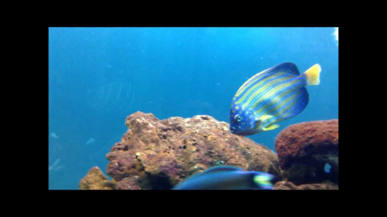 55金蝴蝶(臺灣、香港)Chaetodontoplus septentrionalis(Bluestriped angelfish ...