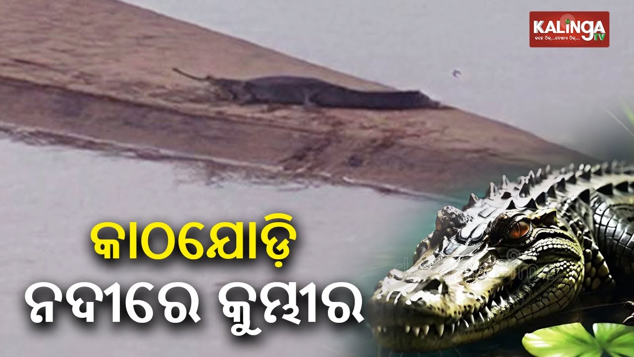 Crocodile spotted near Kathajodi river ghat in Cuttack || Kalinga TV ...