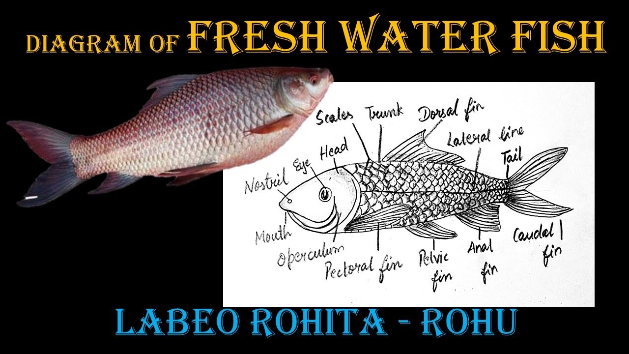 FRESH WATER FISH DIAGRAM || CLASS 12 BIOLOGY DIAGRAM || LABEO ROHITA ...