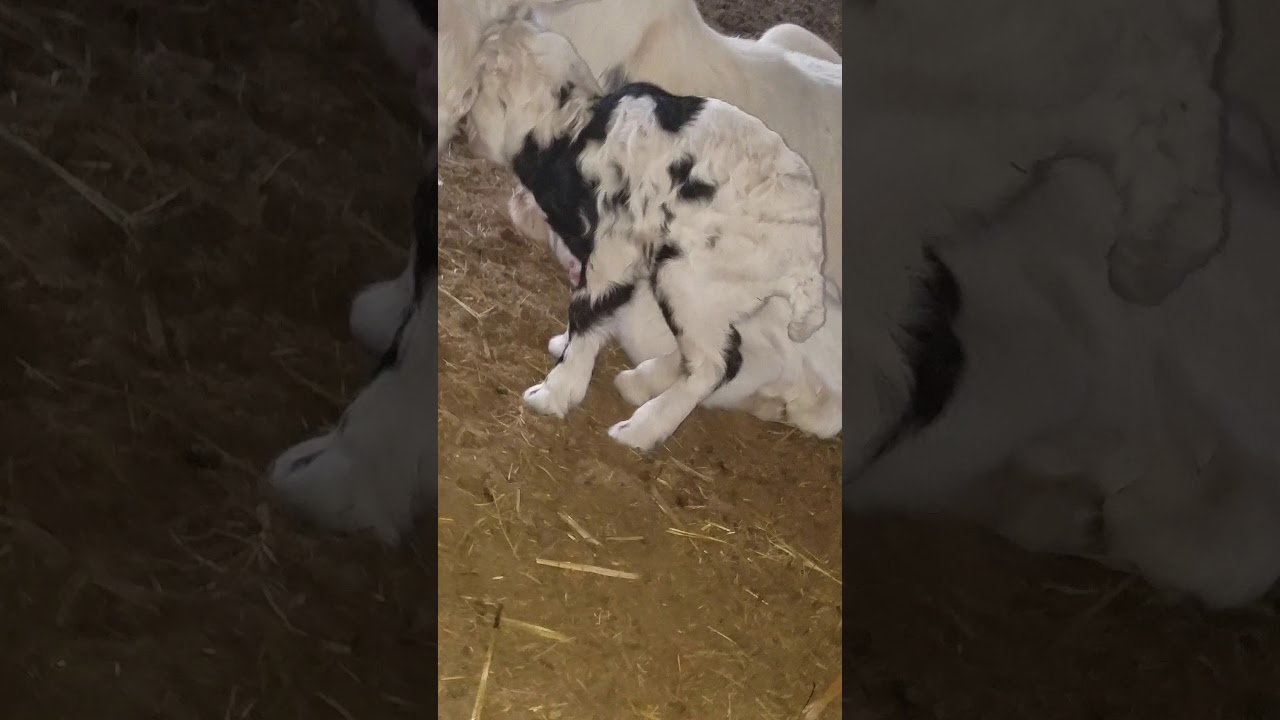 Goat with backwards head!! LOOK CLOSELY!! SHARE when you see it! - YouTube