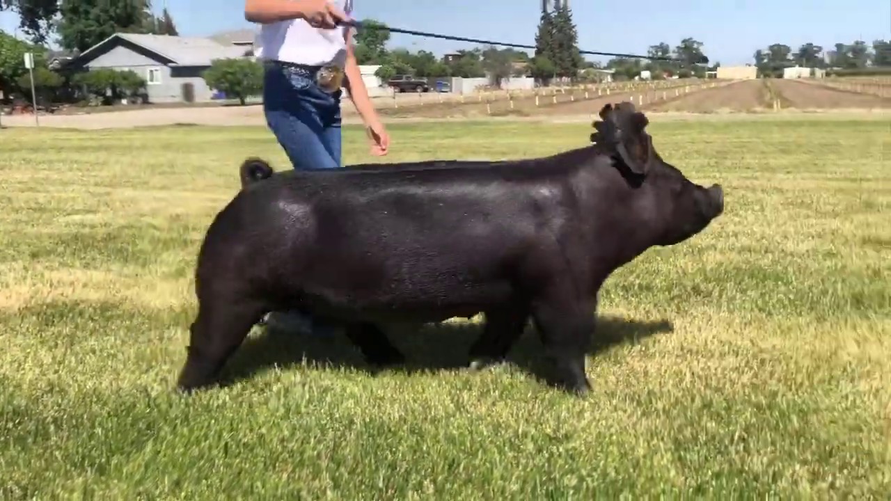 2020 Butte Stock Show - Breeding Gilts - YouTube