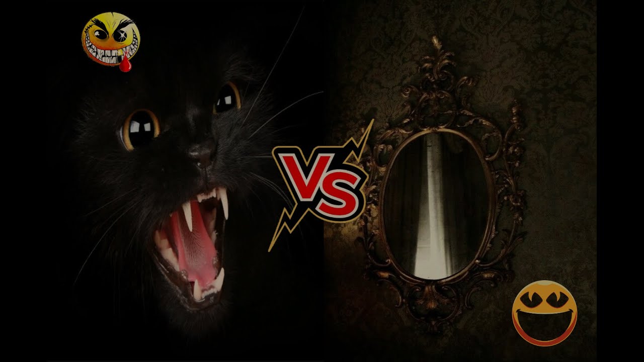 Angry Funny Cats Vs Mirror Compilation - YouTube