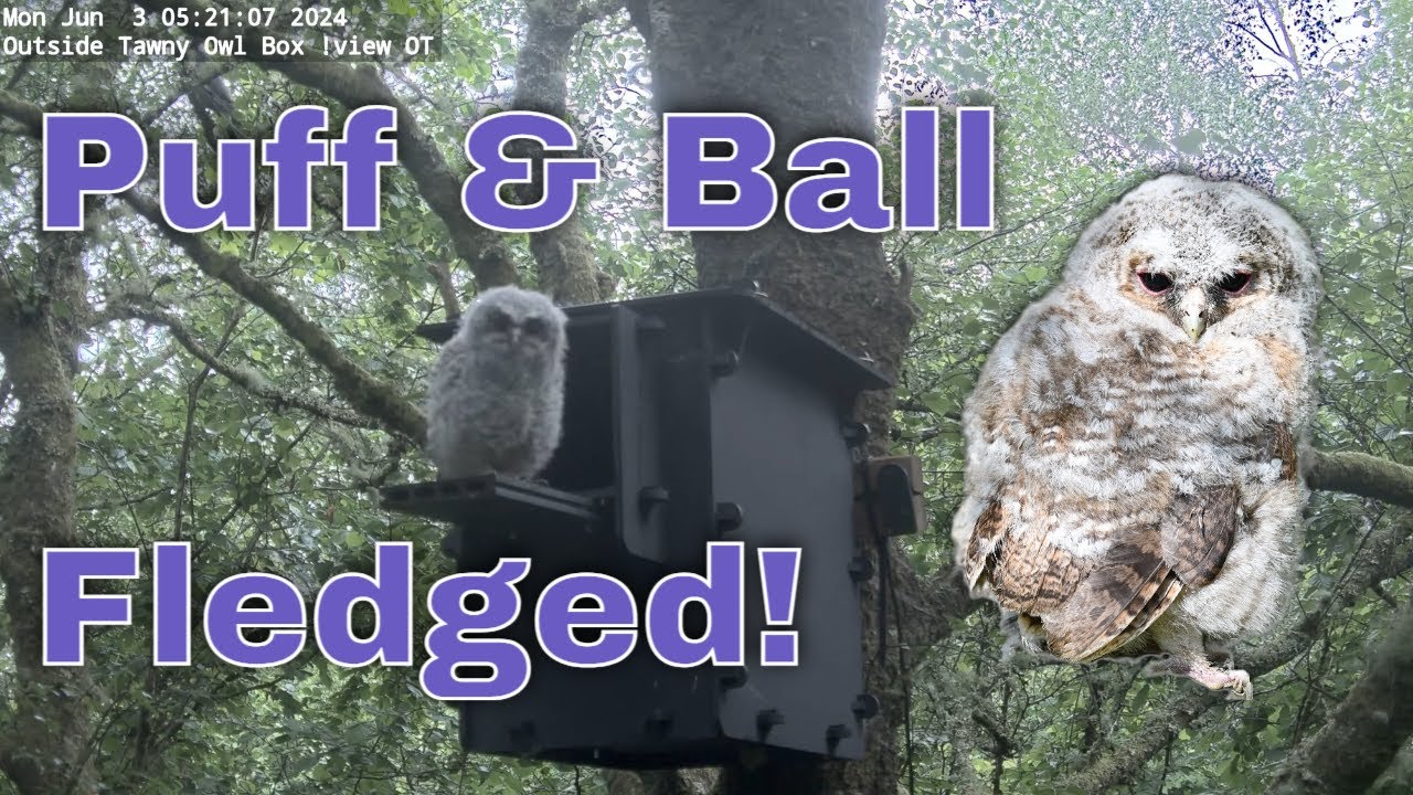 Puff and Ball The Tawny Owl Chicks have now Fledged! - YouTube