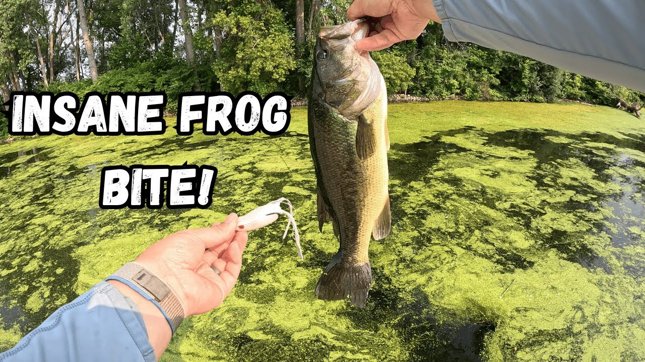 Insane FROG topwater bite - best SUMMERTIME fishing technique! - YouTube