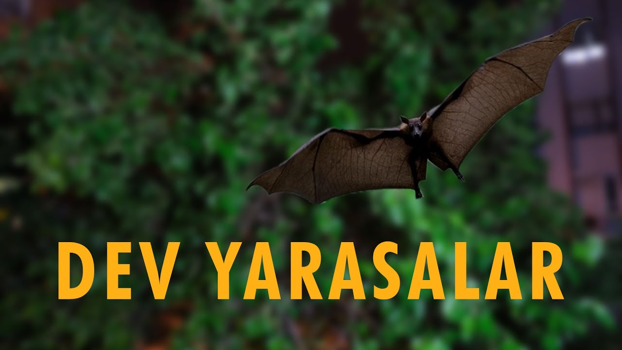 Giant bats at dinner in Antalya - YouTube