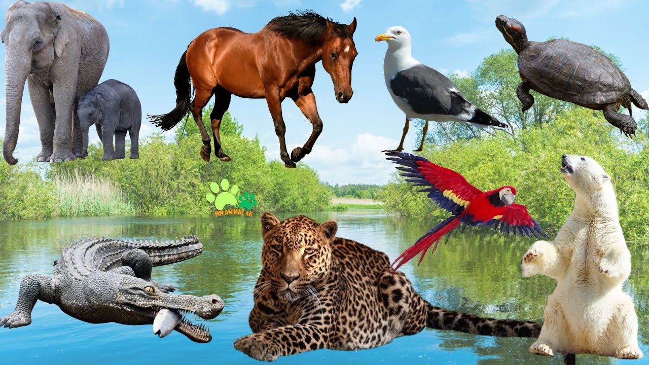 Impressive animals on earth: Leopard, Horse, Polar Bear, Turtle ...