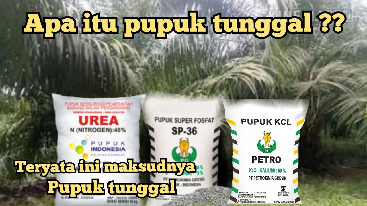 PUPUK TUNGGAL - YouTube
