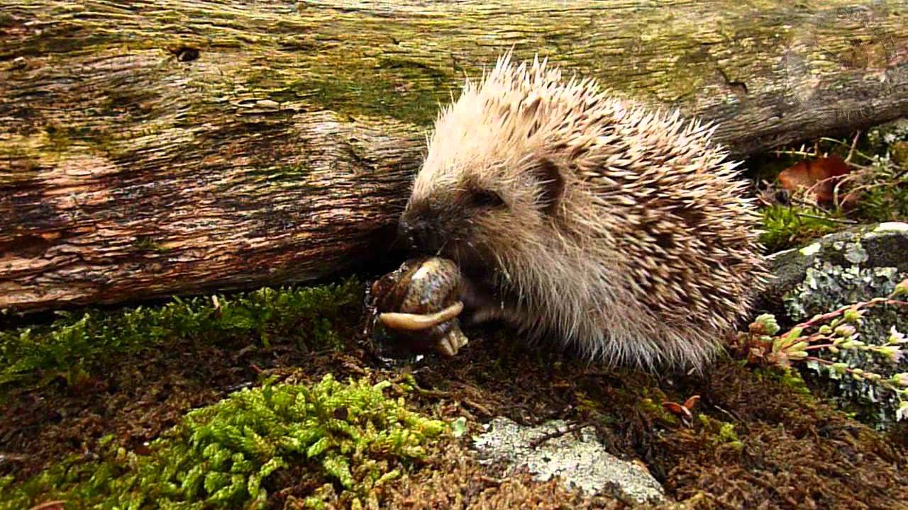 Erinaceus europaeus - Erizo.mpg - YouTube