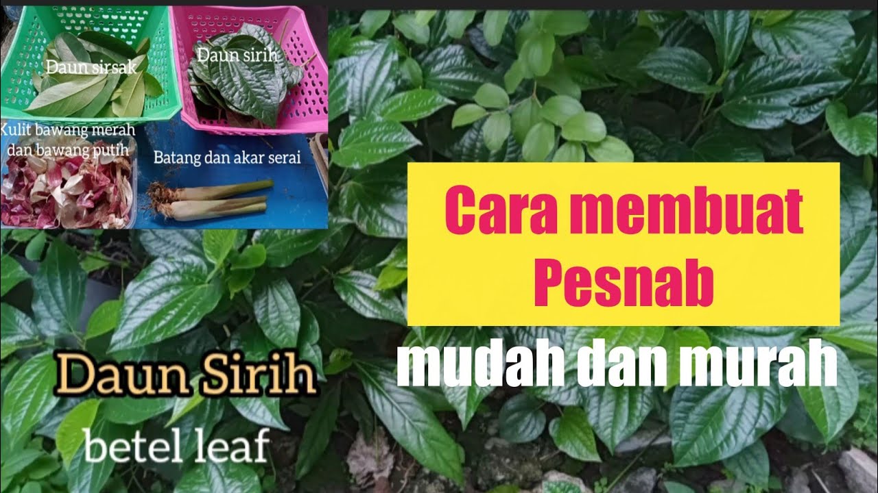 Cara membuat pestisida nabati/Pesnab || how to make pesticides easily ...