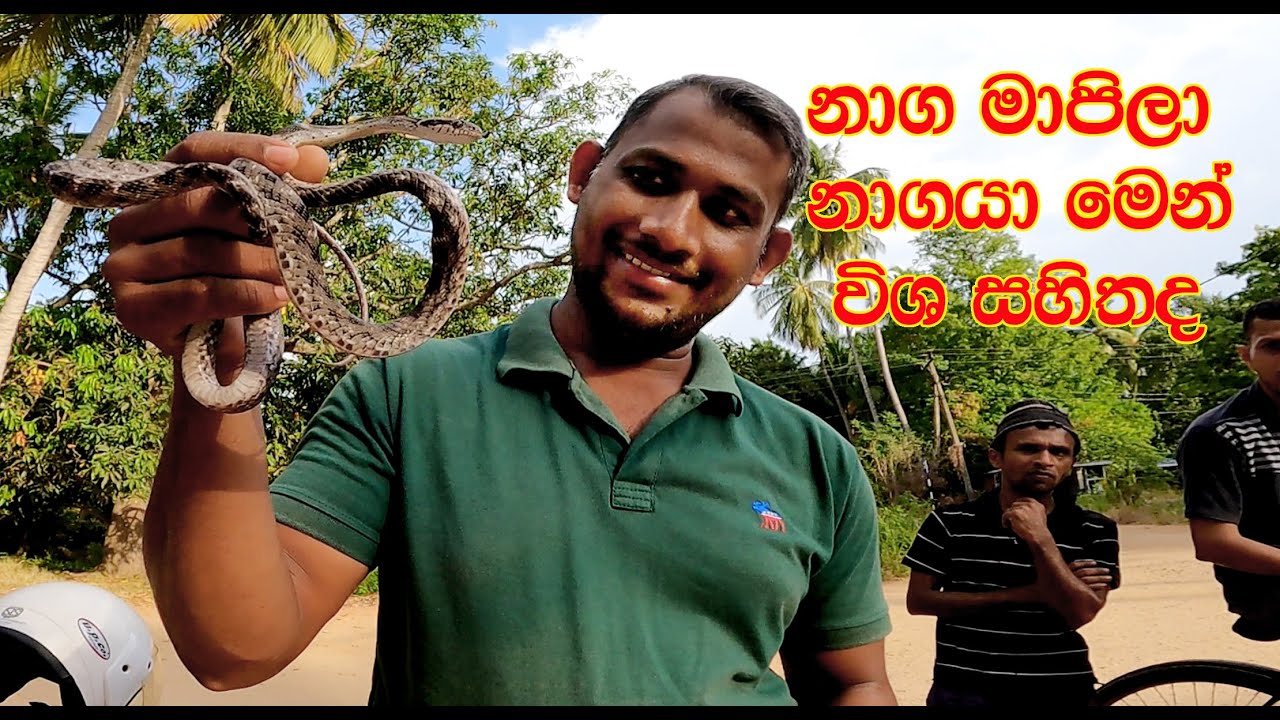 Forsten's Cat Snake ( NAGA MAPILA ) - YouTube