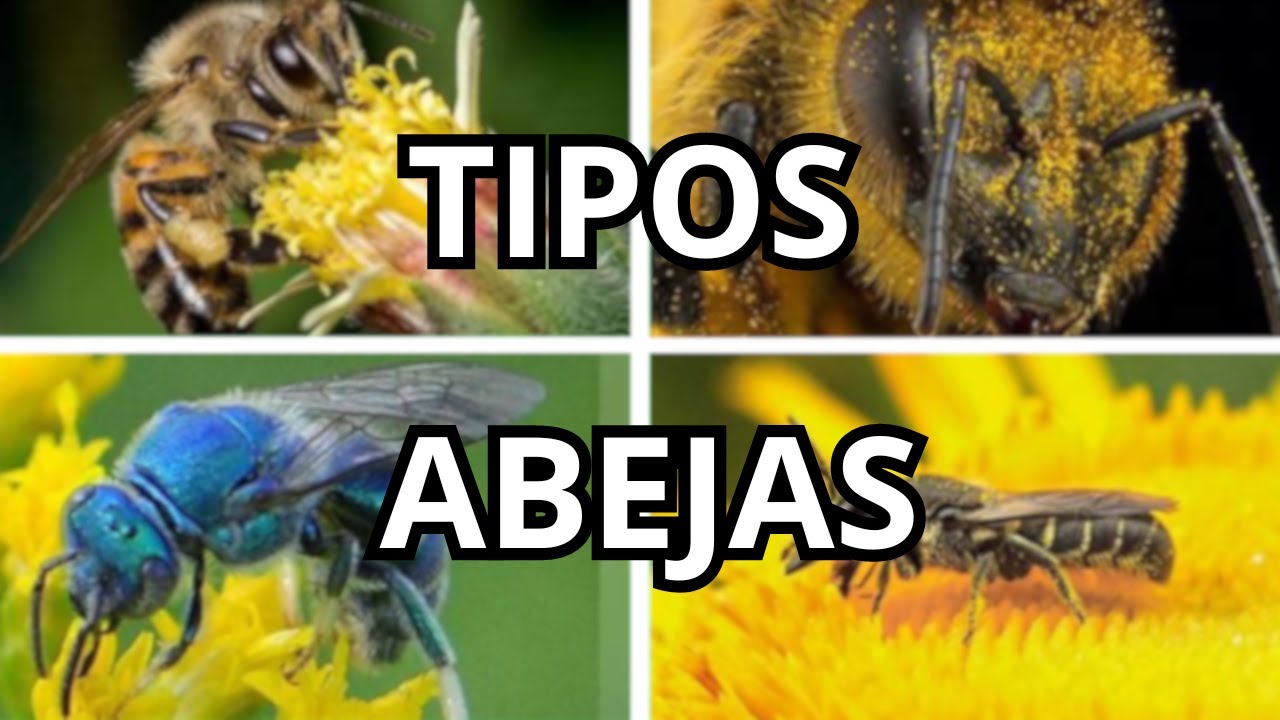 🐝 Tipos de Abejas 🐝 Especies de Abejas - YouTube