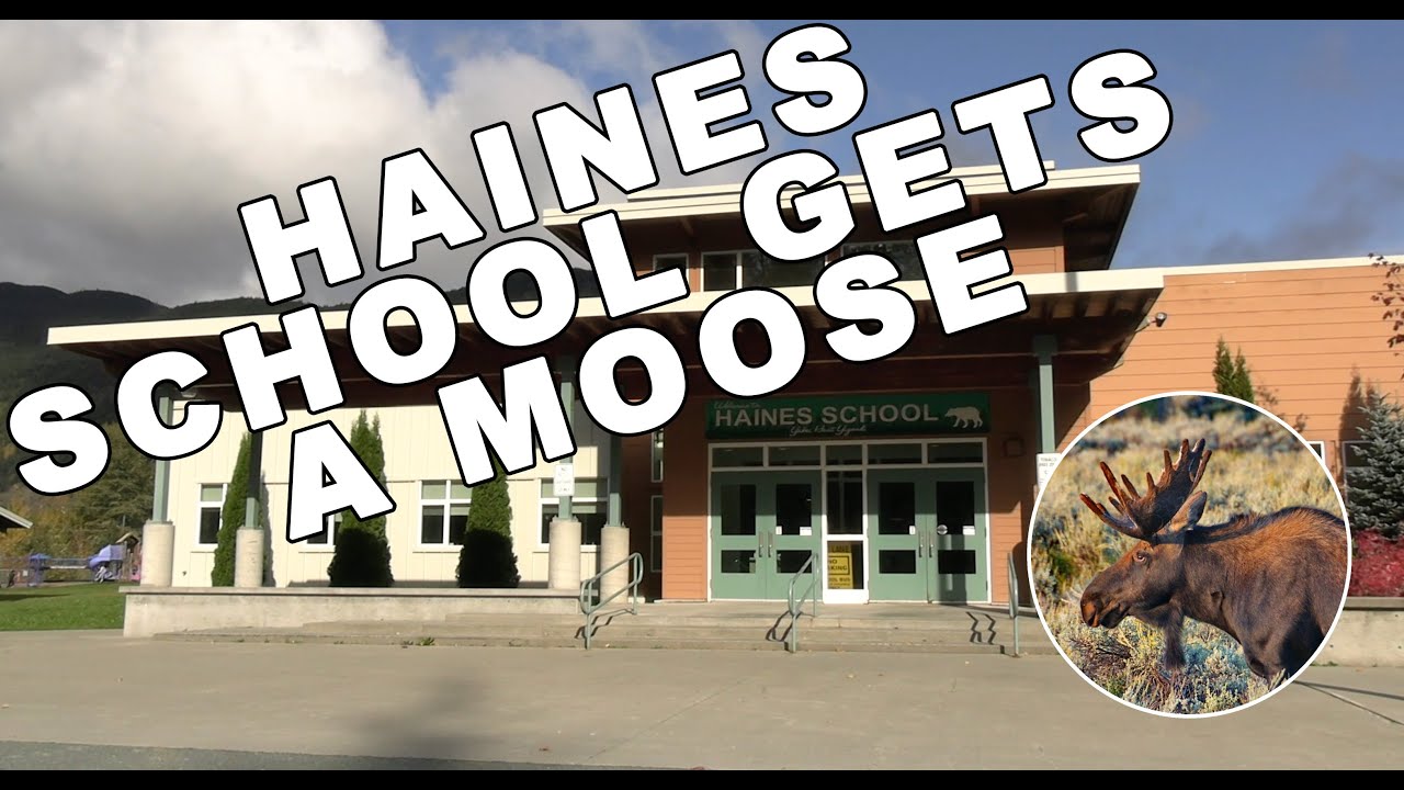 Haines School Gets a Moose 2022 - YouTube